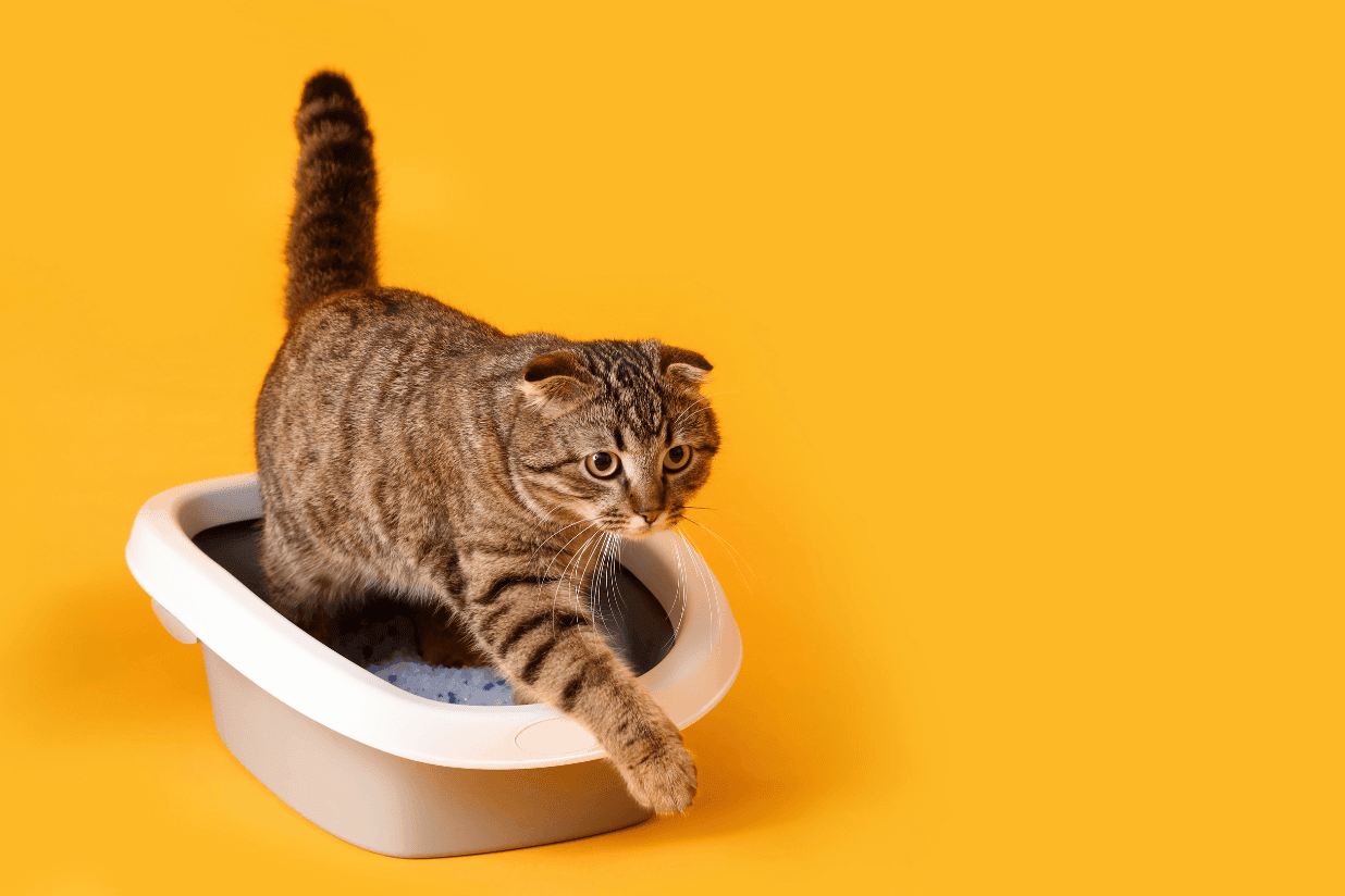 8 Best Cute Cat Litter Box Tested And Reviewed 2024